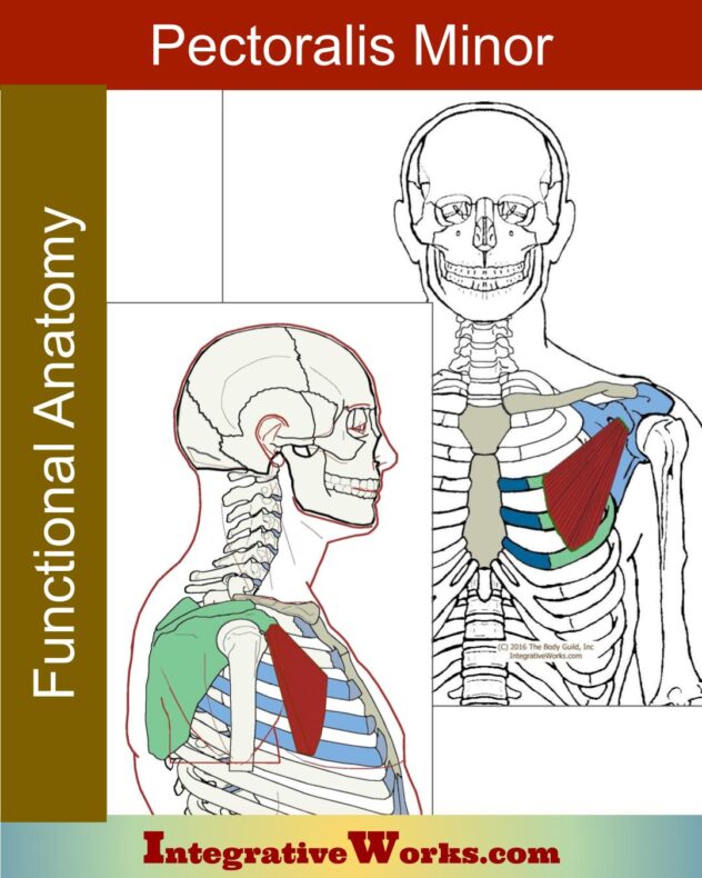 Pectoralis Minor - Functional Anatomy - Integrative Works