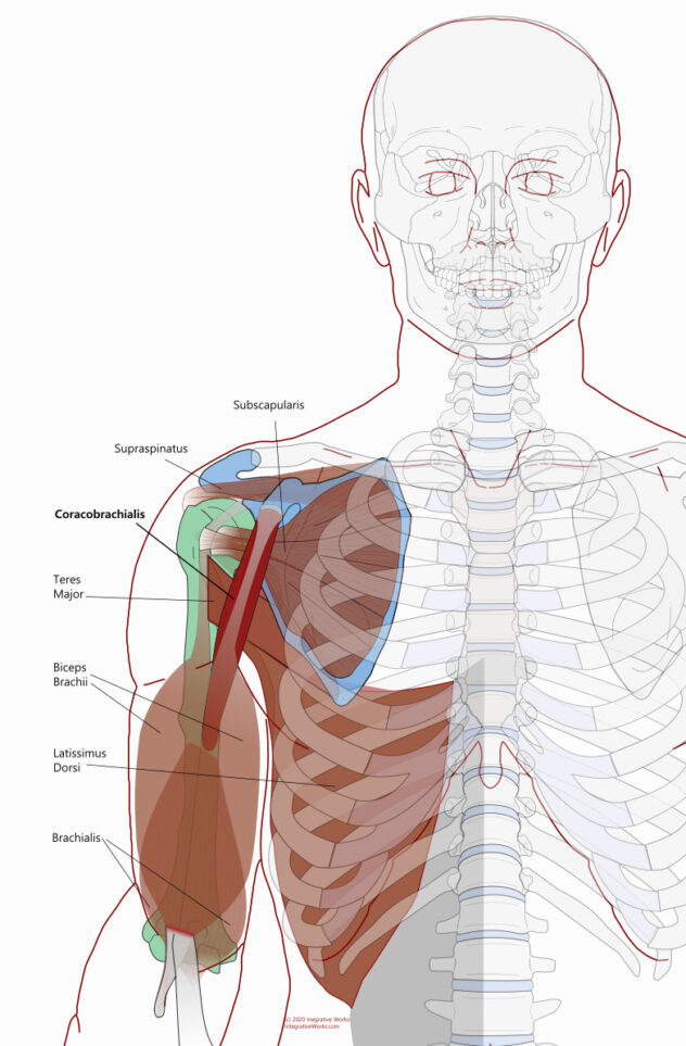 Coracobrachialis - Functional Anatomy - Integrative Works