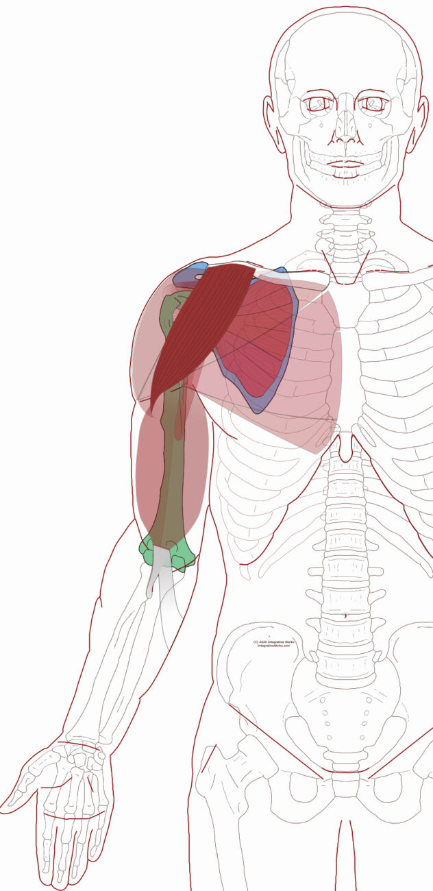 Deltoid - Functional Anatomy - Integrative Works