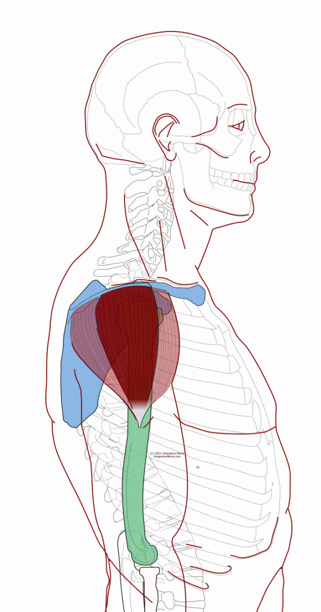 Deltoid - Functional Anatomy - Integrative Works