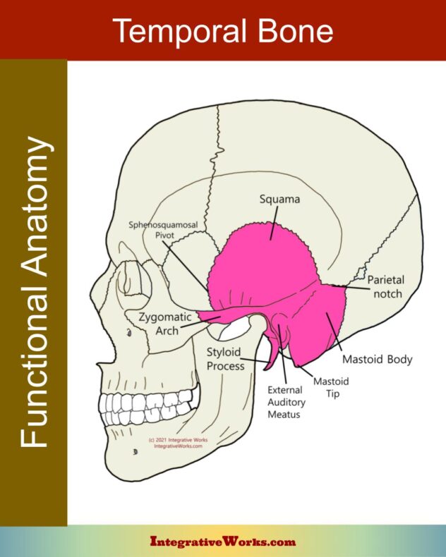 Temporal Bone - Functional Anatomy - Integrative Works