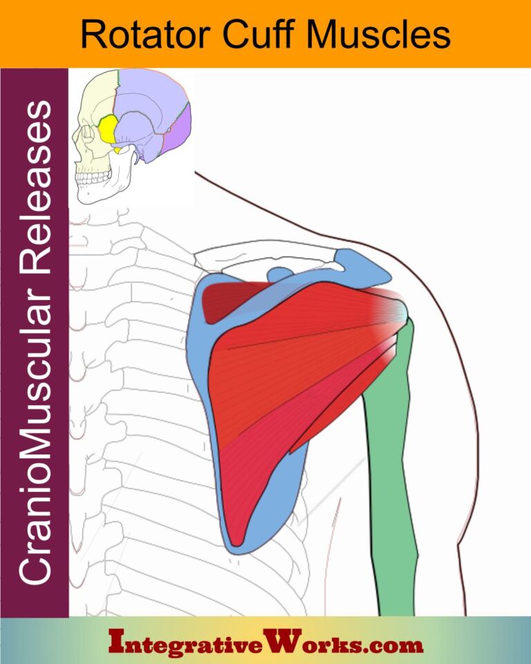 Rotator Cuff Muscles - Integrative CranioMuscular - Integrative Works