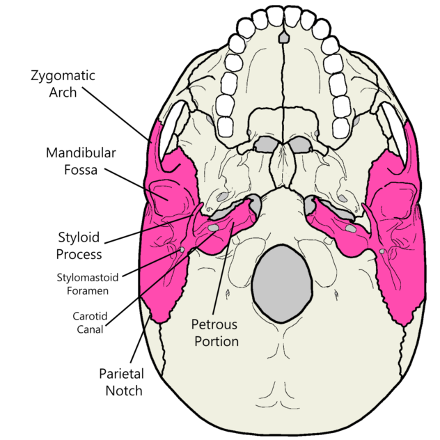 Temporal Bone - Functional Anatomy - Integrative Works