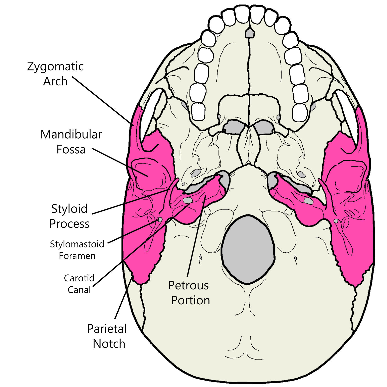 Temporal Bone - Functional Anatomy - Integrative Works