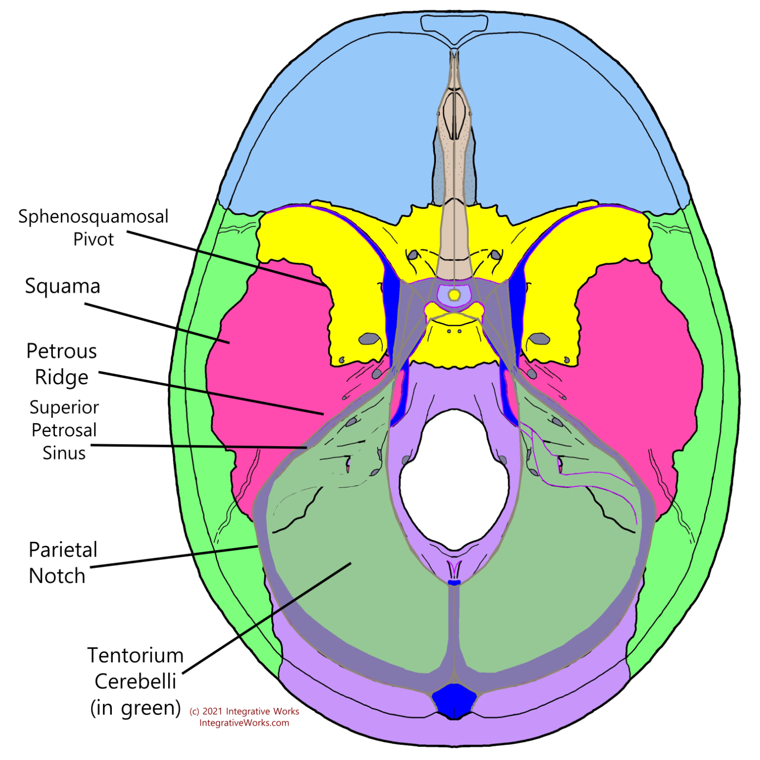 Temporal Bone - Functional Anatomy - Integrative Works