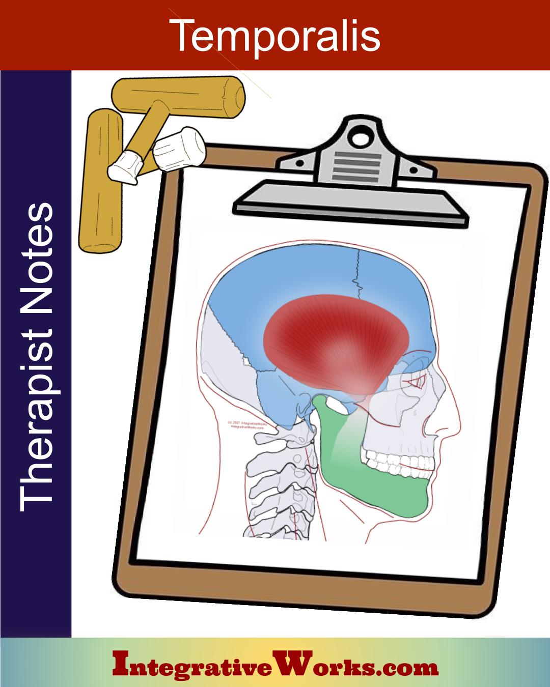 Temporalis - Therapy notes - Integrative Works