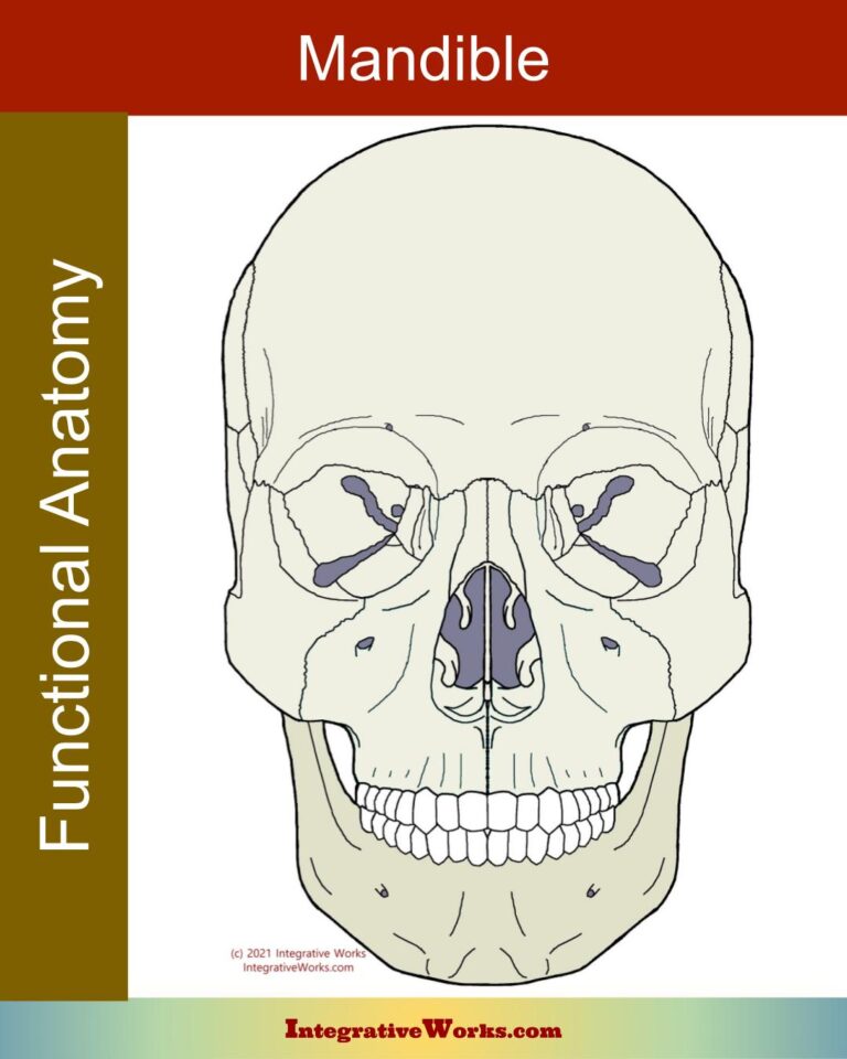 Mandible - Functional Anatomy - Integrative Works