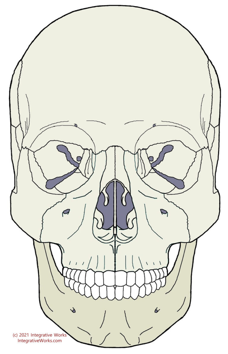Mandible - Functional Anatomy - Integrative Works