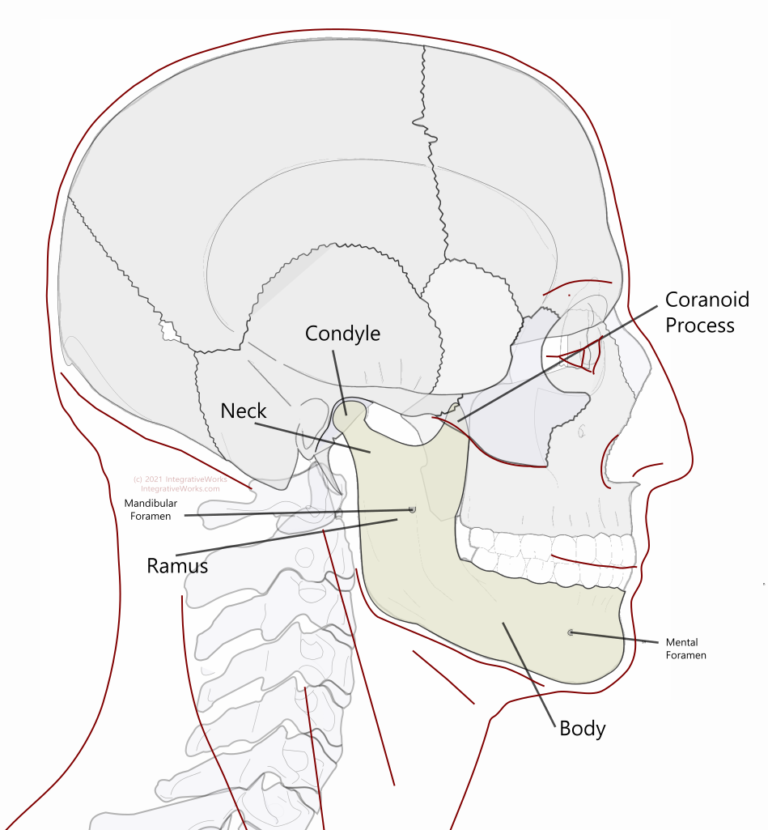 Mandible - Functional Anatomy - Integrative Works