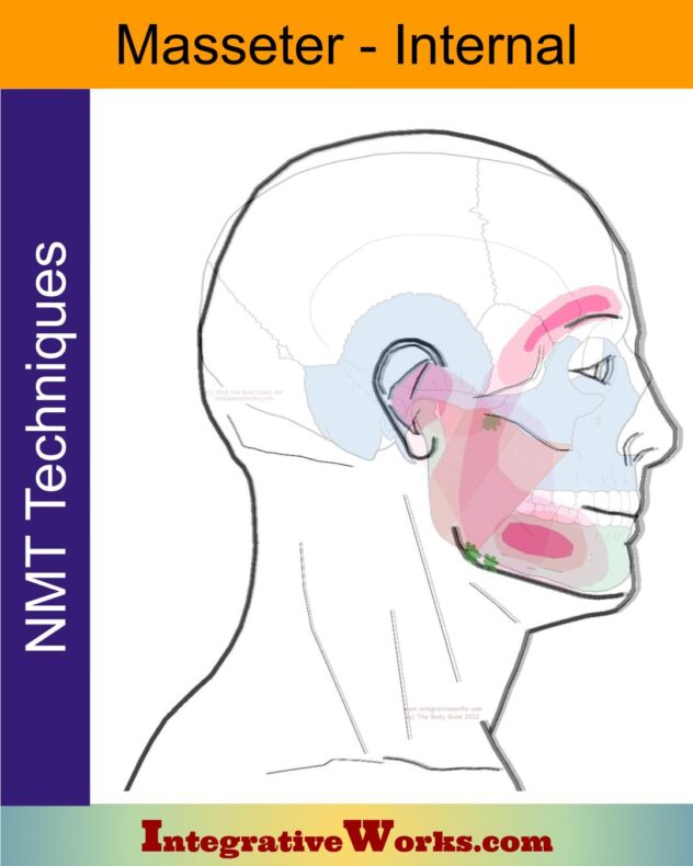 oitf-masseter Archives - Integrative Works