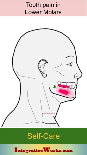 Tooth Pain In Lower Molars Integrative Works