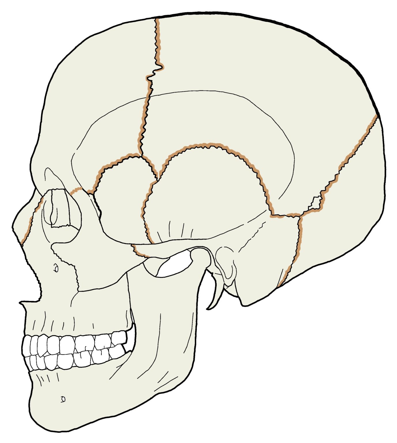 An Overview of Cranial Bone Anatomy - Integrative Works