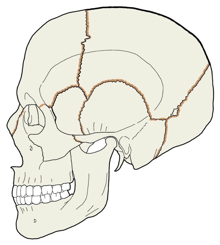 An Overview of Cranial Bone Anatomy - Integrative Works