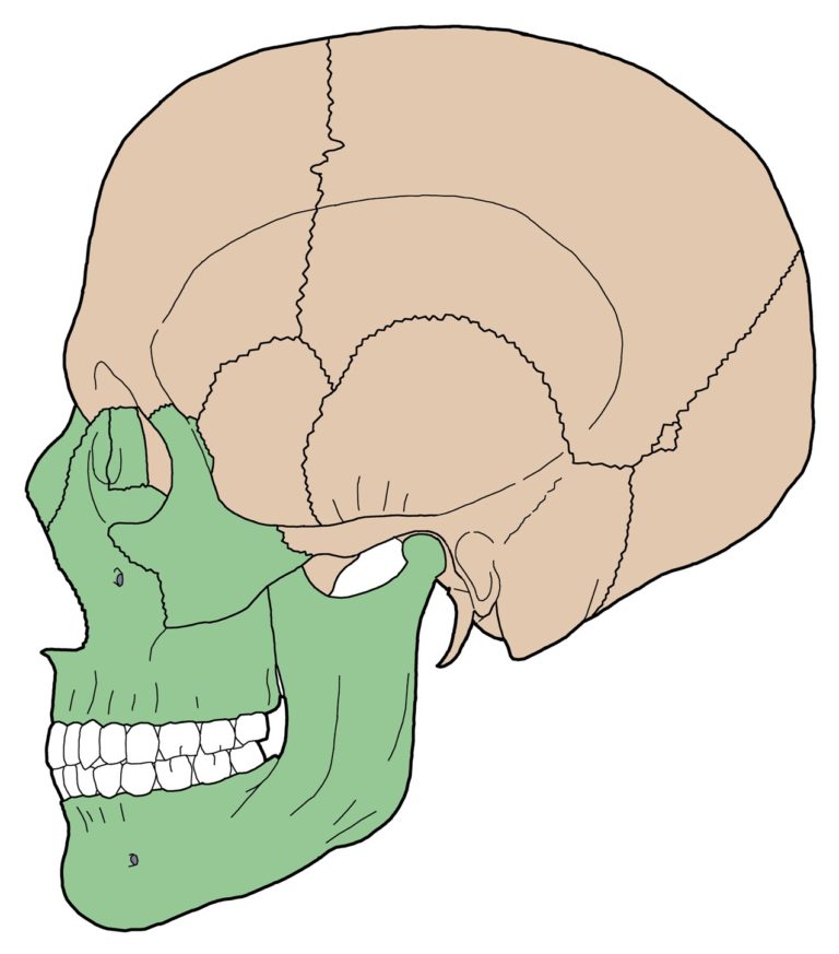 An Overview of Cranial Bone Anatomy - Integrative Works