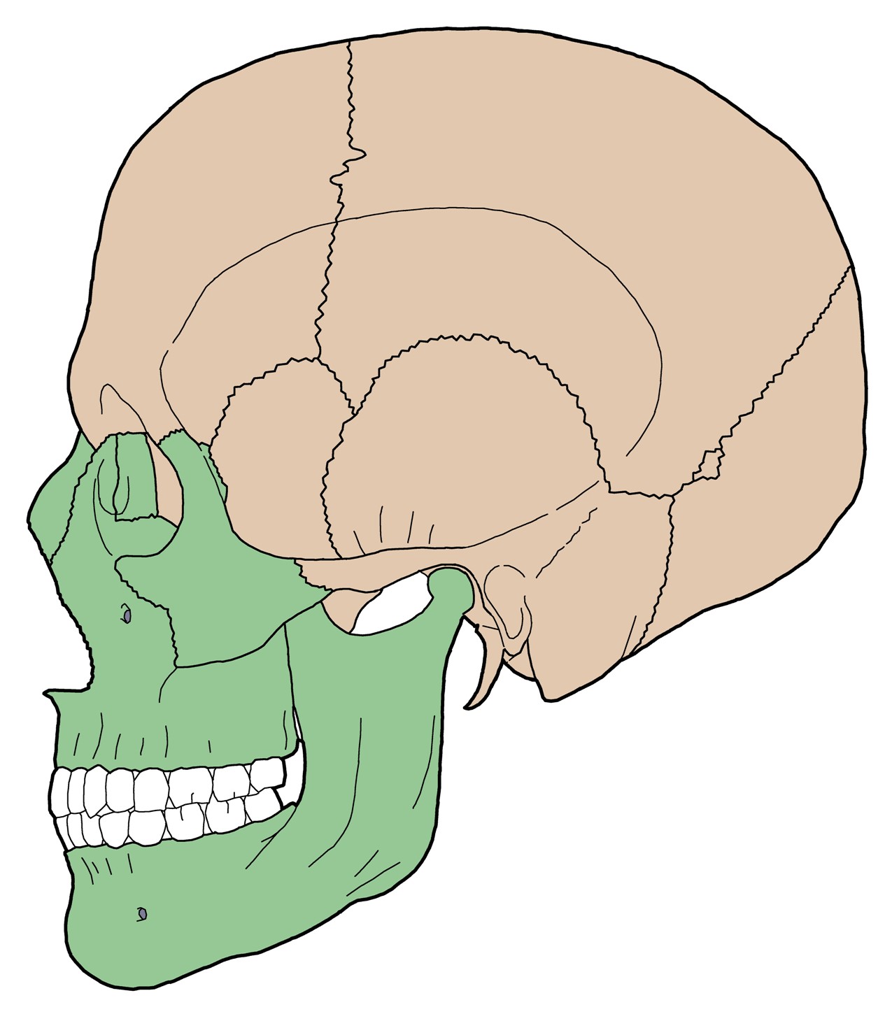 An Overview of Cranial Bone Anatomy - Integrative Works