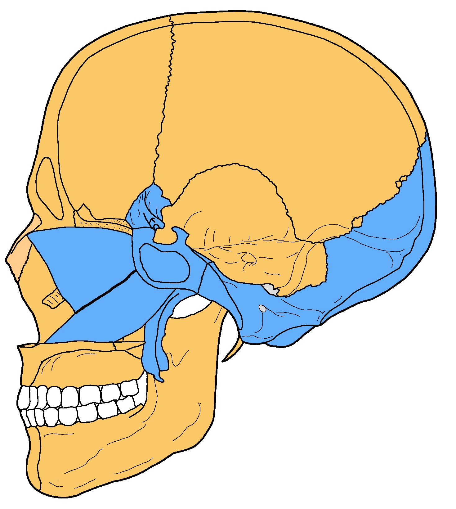 An Overview of Cranial Bone Anatomy - Integrative Works