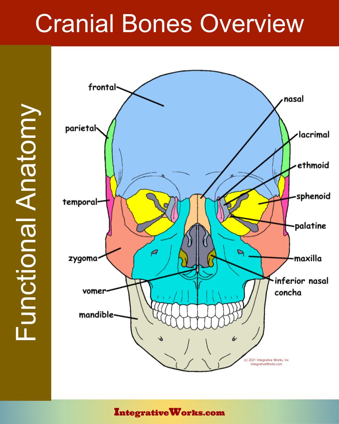 Craniosacral Anatomy Archives - Integrative Works
