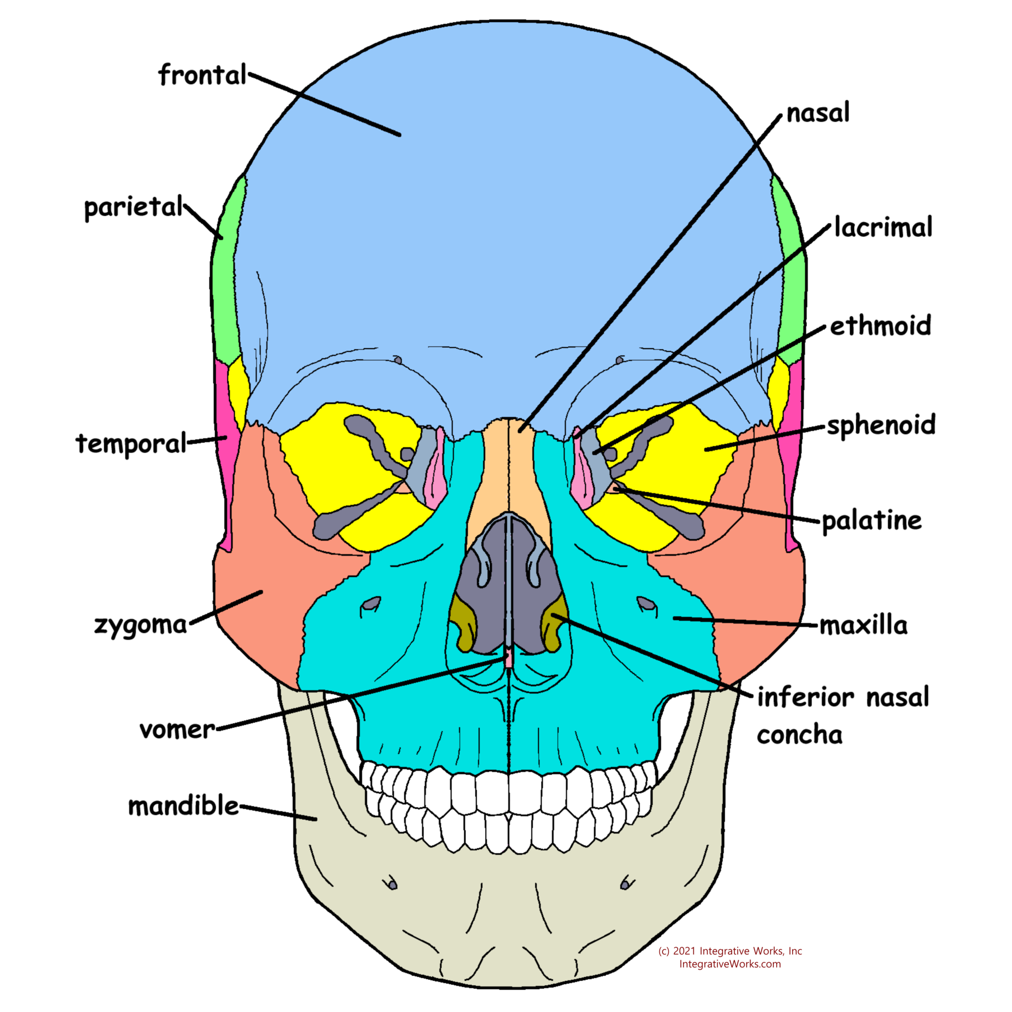 An Overview of Cranial Bone Anatomy - Integrative Works