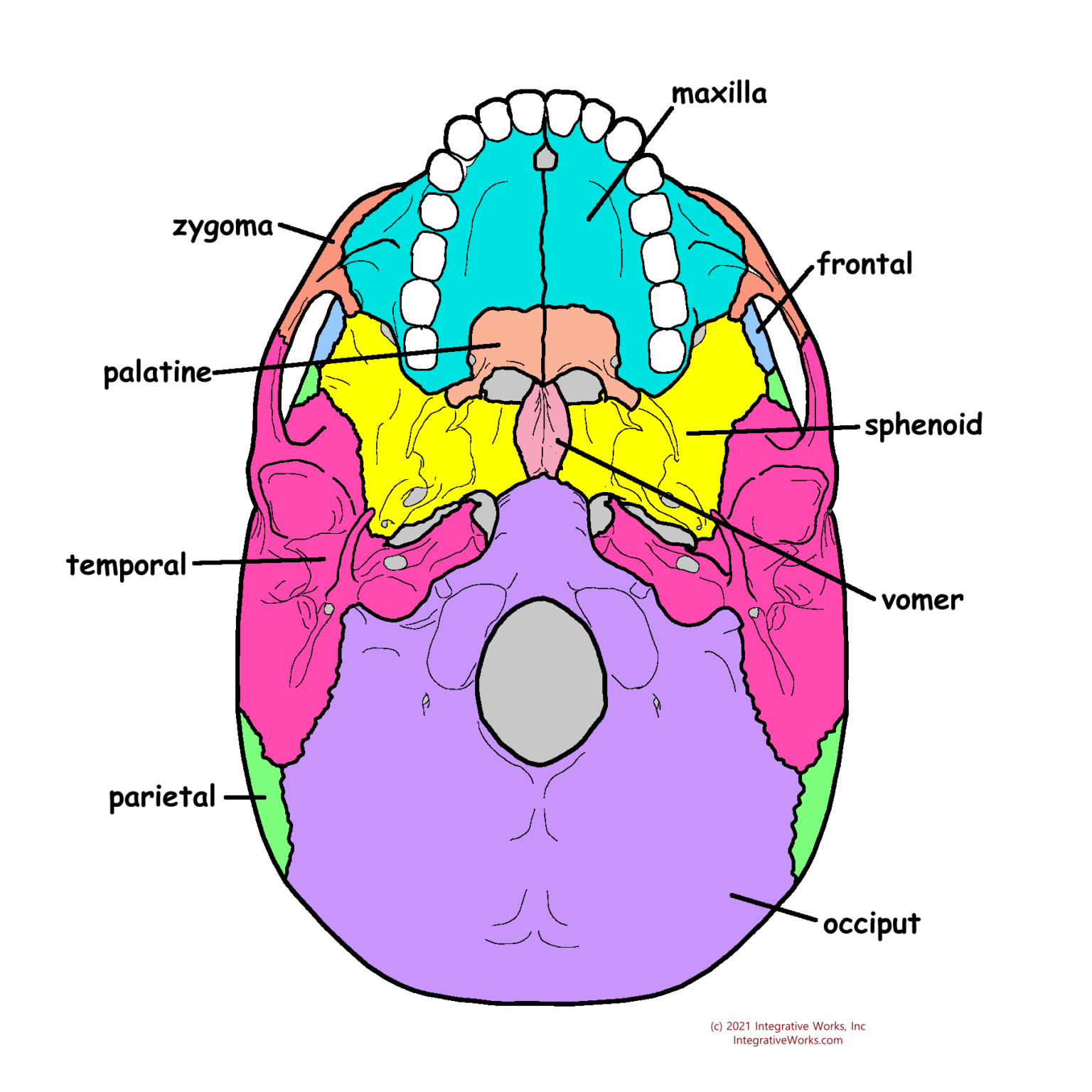An Overview of Cranial Bone Anatomy - Integrative Works