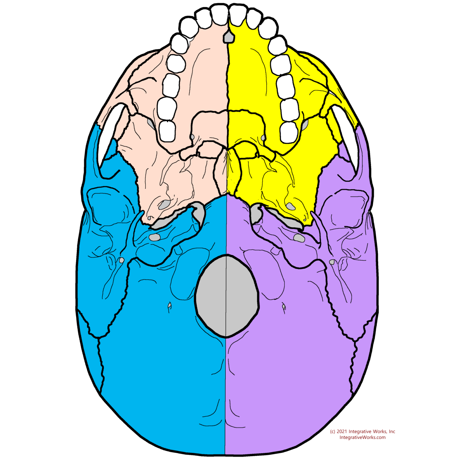 Craniosacral - The Sphenobasilar (SBS) Mechanism, Axes & Quadrants ...