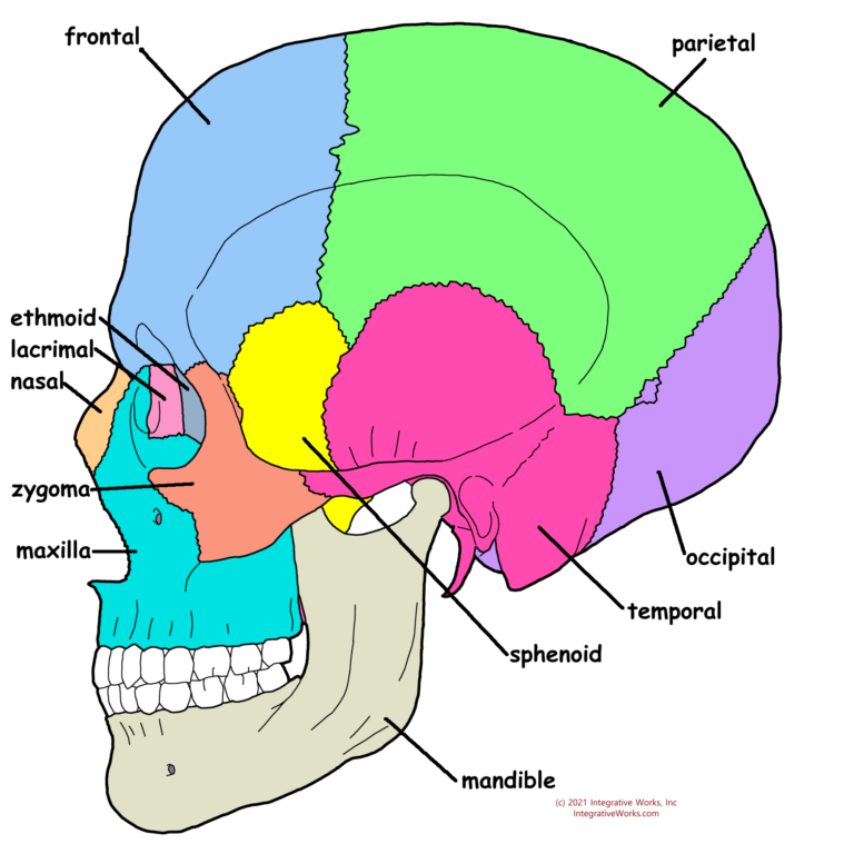 An Overview of Cranial Bone Anatomy - Integrative Works