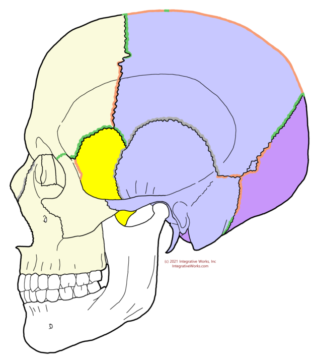 Craniosacral - The Sphenobasilar (SBS) Mechanism, Axes & Quadrants ...