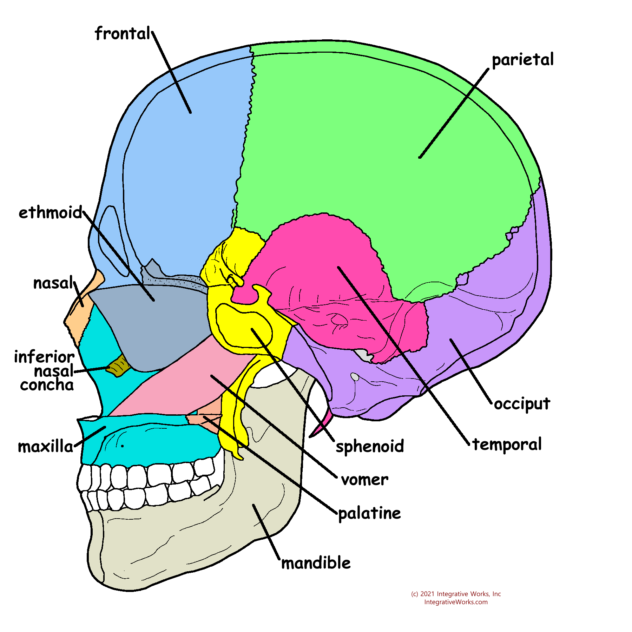 An Overview of Cranial Bone Anatomy - Integrative Works