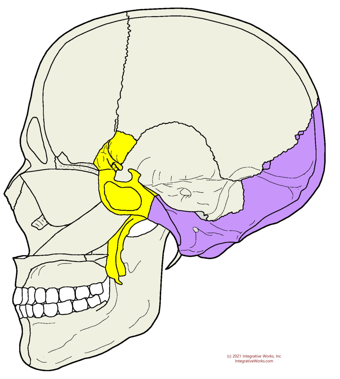 Craniosacral - The Sphenobasilar (SBS) Mechanism, Axes & Quadrants ...