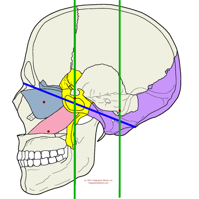 Craniosacral - The Sphenobasilar (SBS) Mechanism, Axes & Quadrants ...