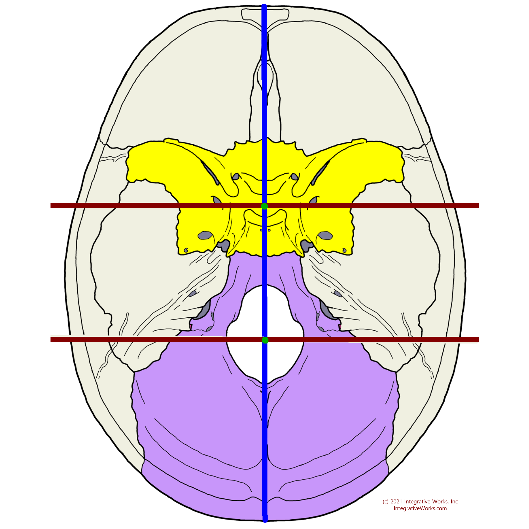 Craniosacral - The Sphenobasilar (SBS) Mechanism, Axes & Quadrants ...