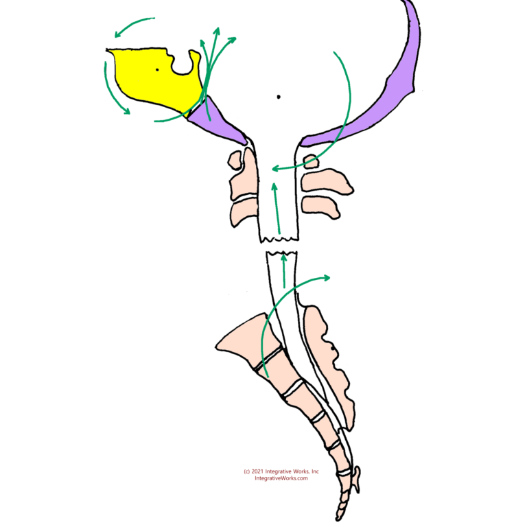 Craniosacral - The Sphenobasilar (SBS) Mechanism, Axes & Quadrants ...