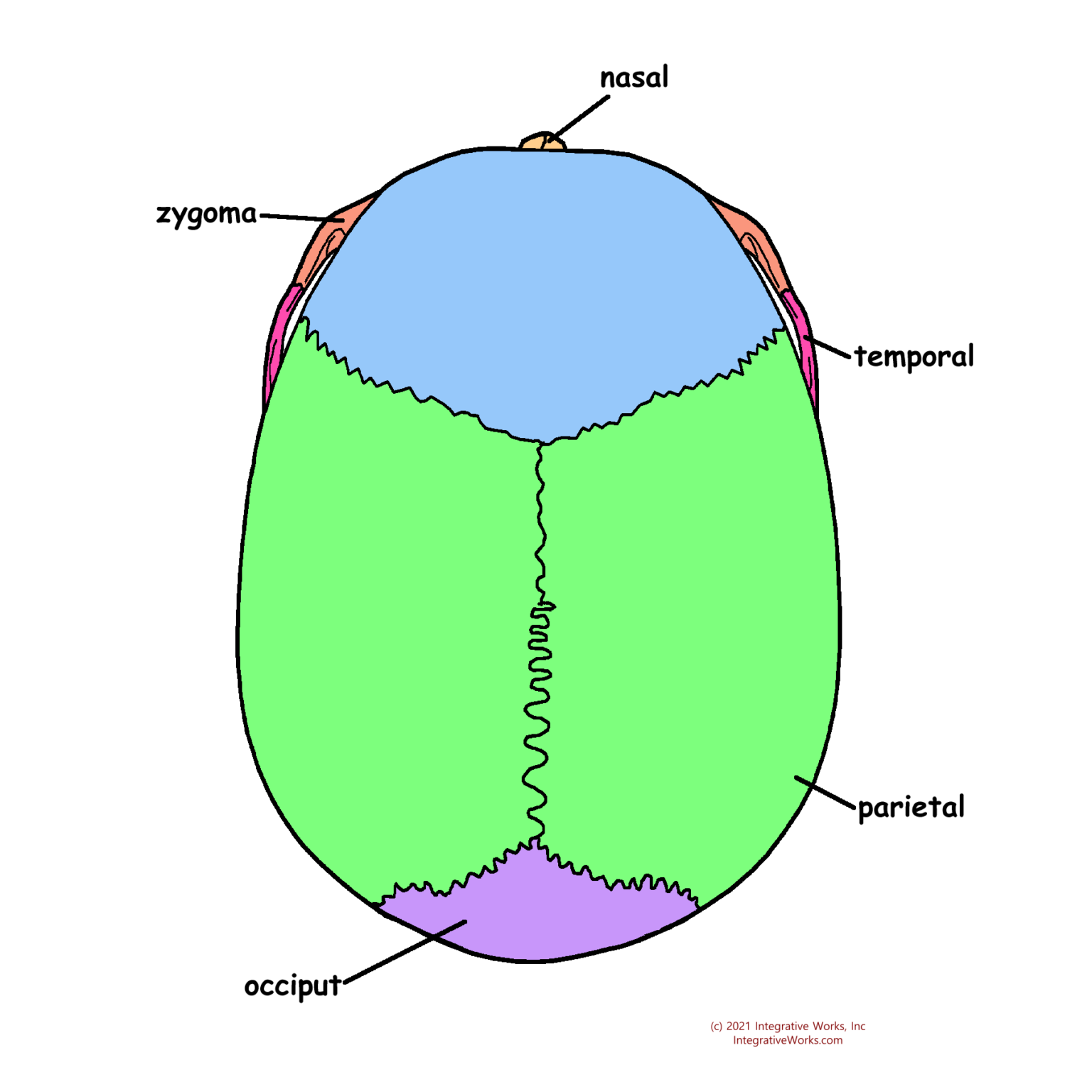 An Overview of Cranial Bone Anatomy - Integrative Works