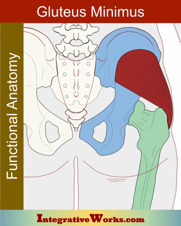 Gluteus Minimus - Functional Anatomy - Integrative Works