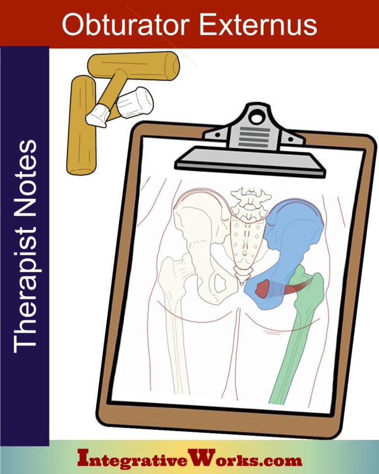 Obturator Externus - Massage Notes - Integrative Works