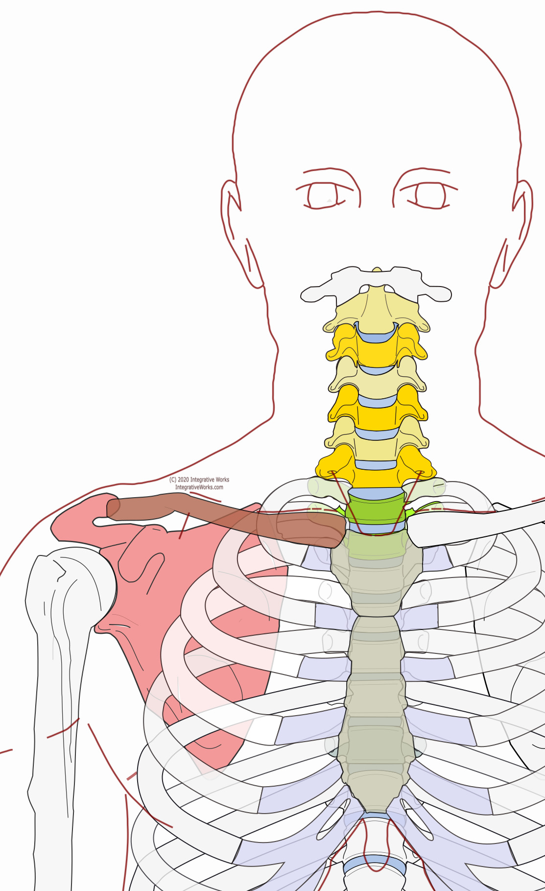 Thoracic Outlet - Functional Anatomy - Integrative Works
