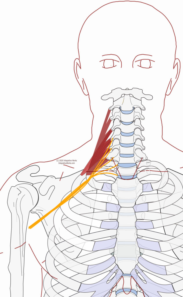 Thoracic Outlet - Functional Anatomy - Integrative Works