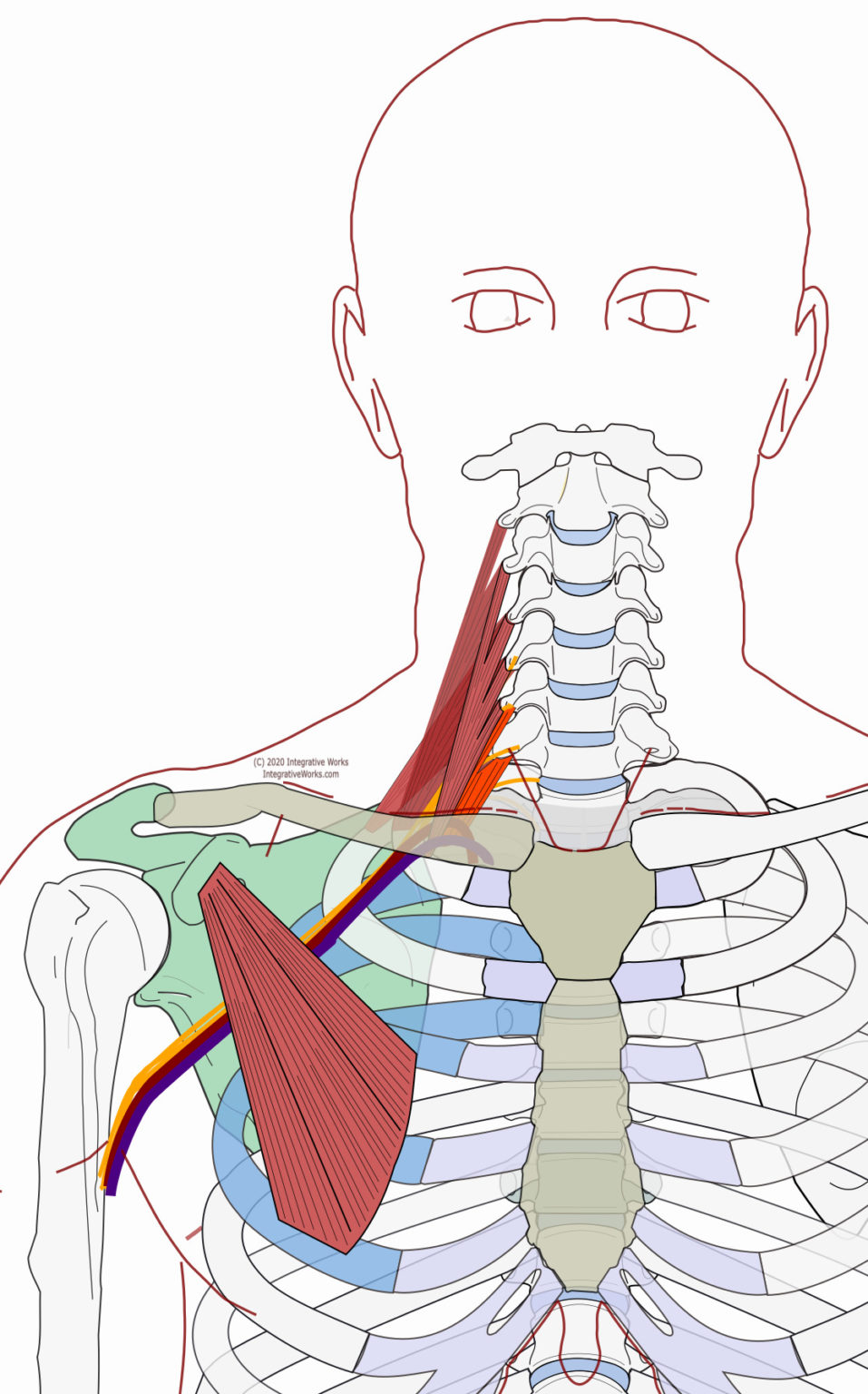 Thoracic Outlet - Functional Anatomy - Integrative Works