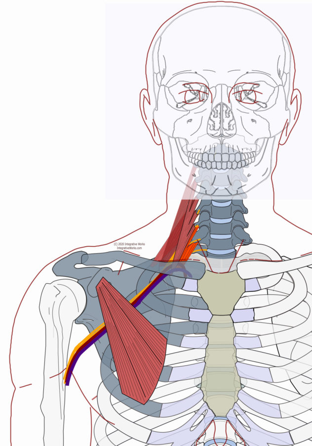 Thoracic Outlet Syndrome: Pain Patterns, Causes, Self-Care ...