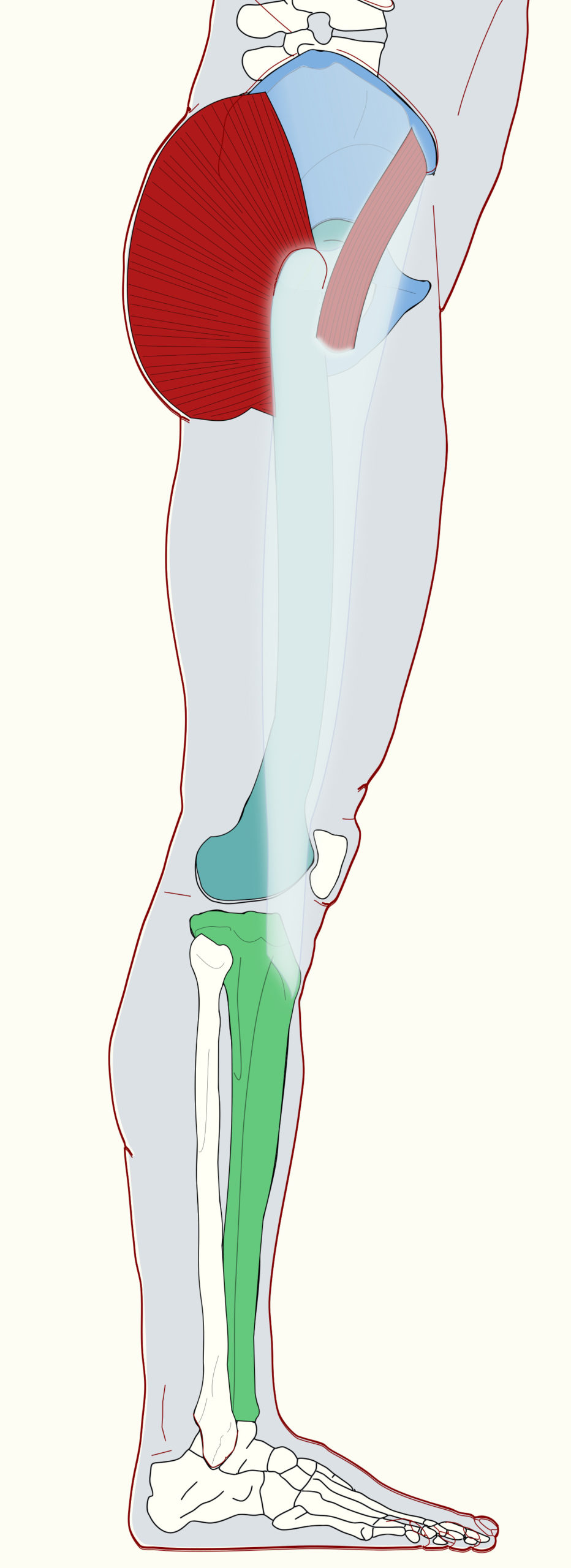 Iliotibial Tract and Fascia Lata - Functional Anatomy - Integrative Works