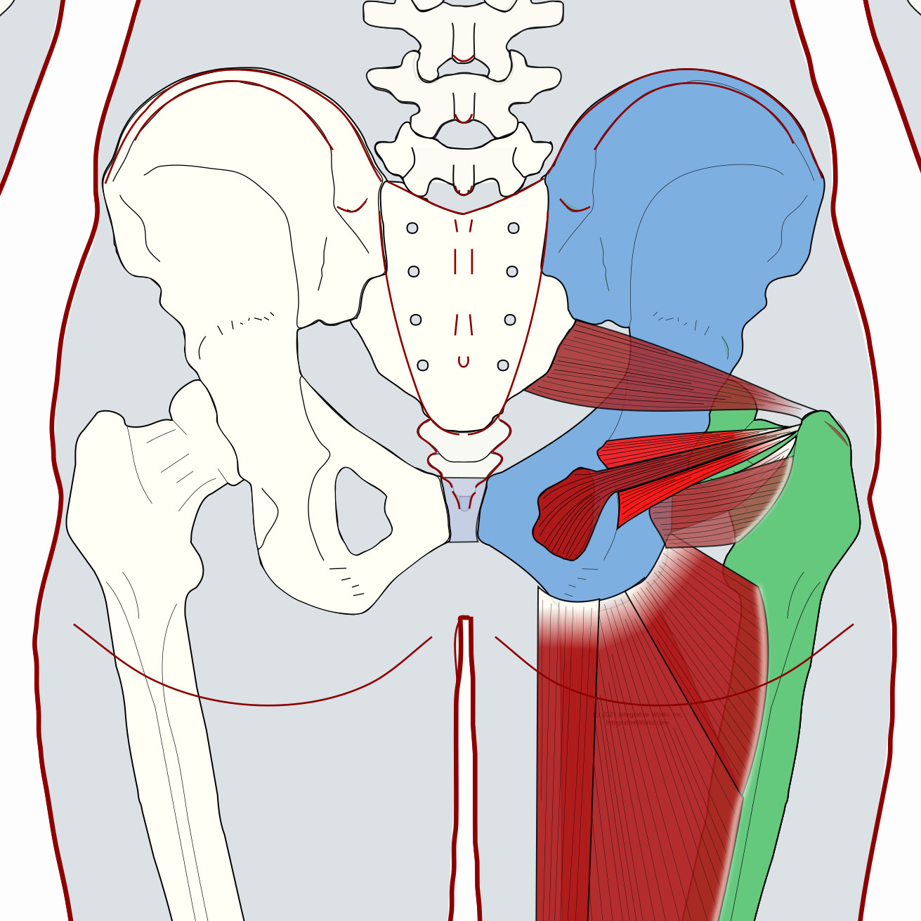 Quadratus Femoris - Functional Anatomy - Integrative Works