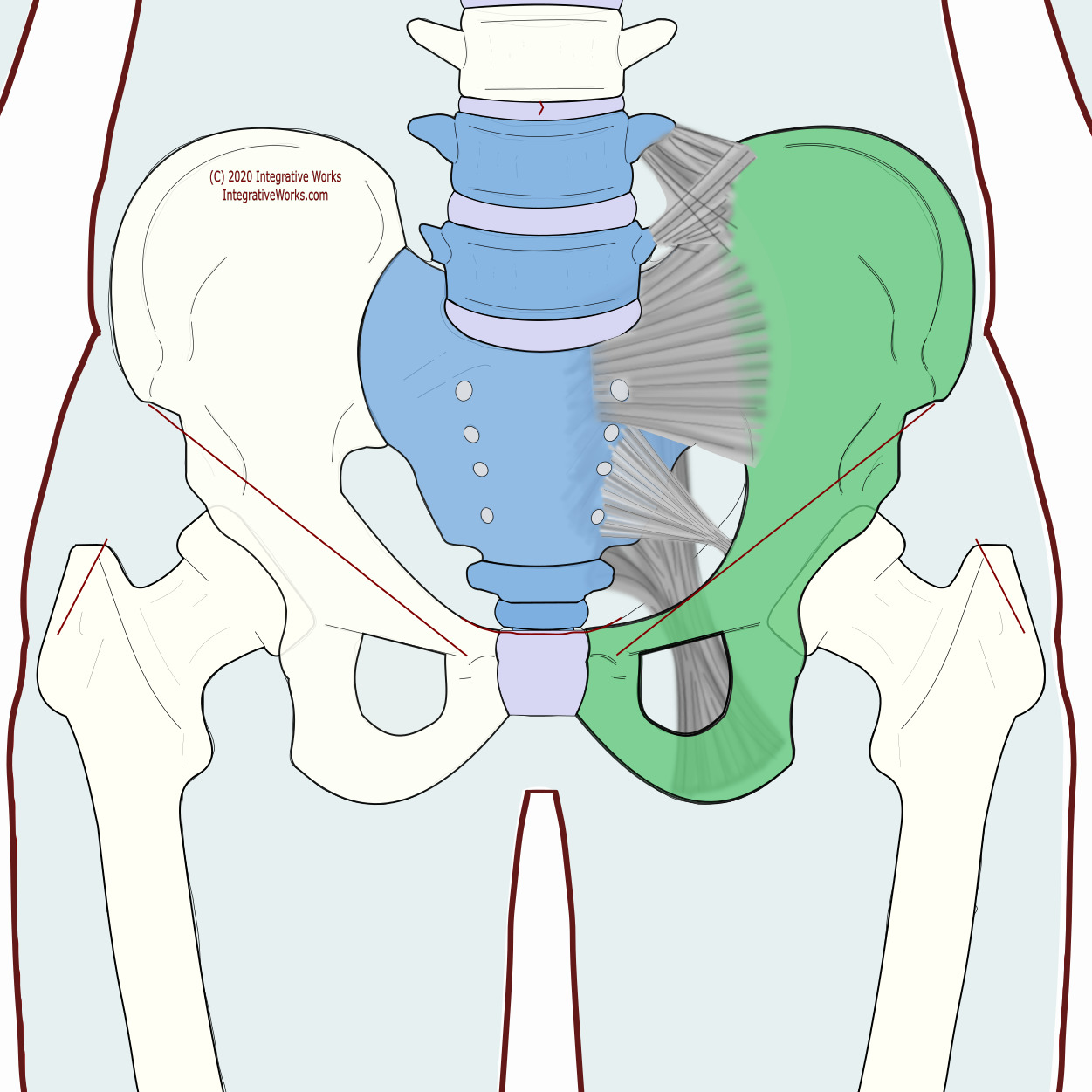 Pelvic Ligaments - Functional Anatomy - Integrative Works