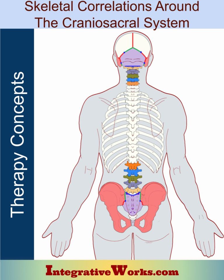 Skeletal Correlations Around the Craniosacral System - Integrative Works