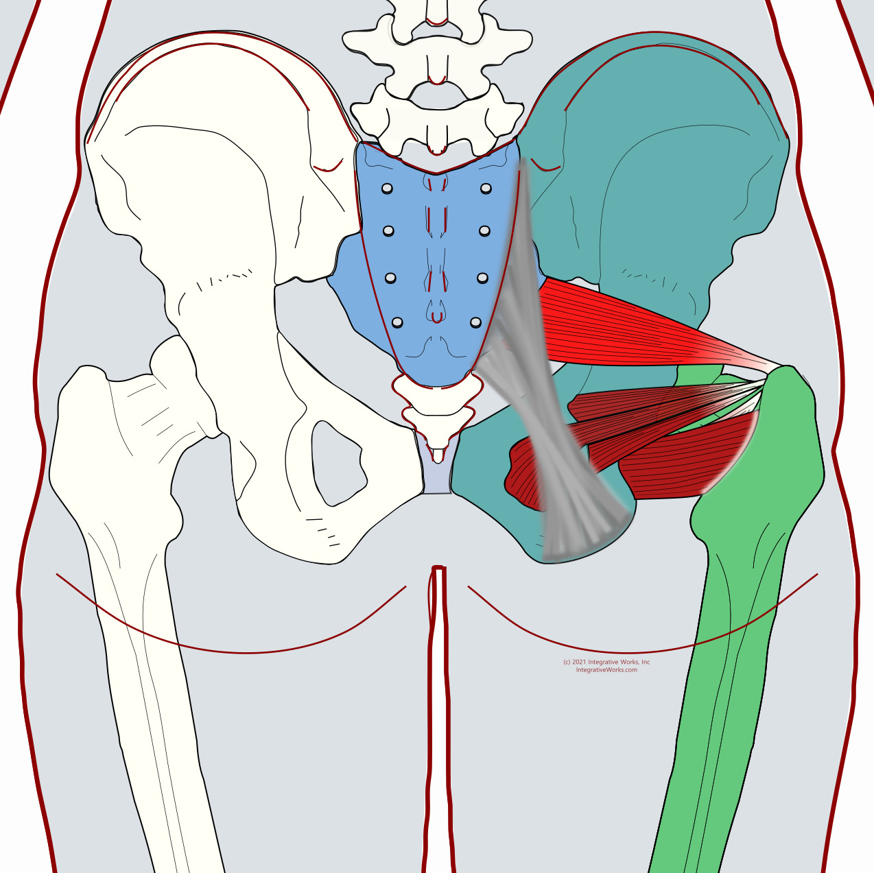 Piriformis - Functional Anatomy - Integrative Works