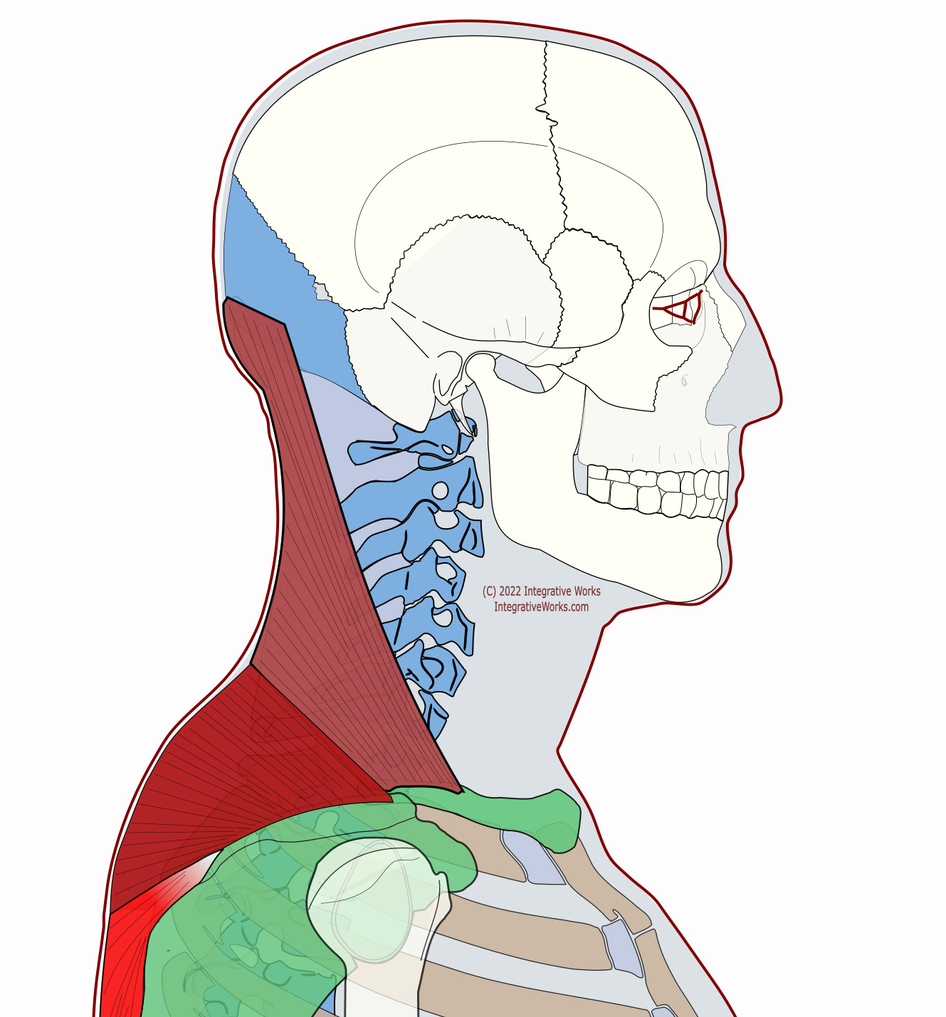 Trapezius - Functional Anatomy - Integrative Works