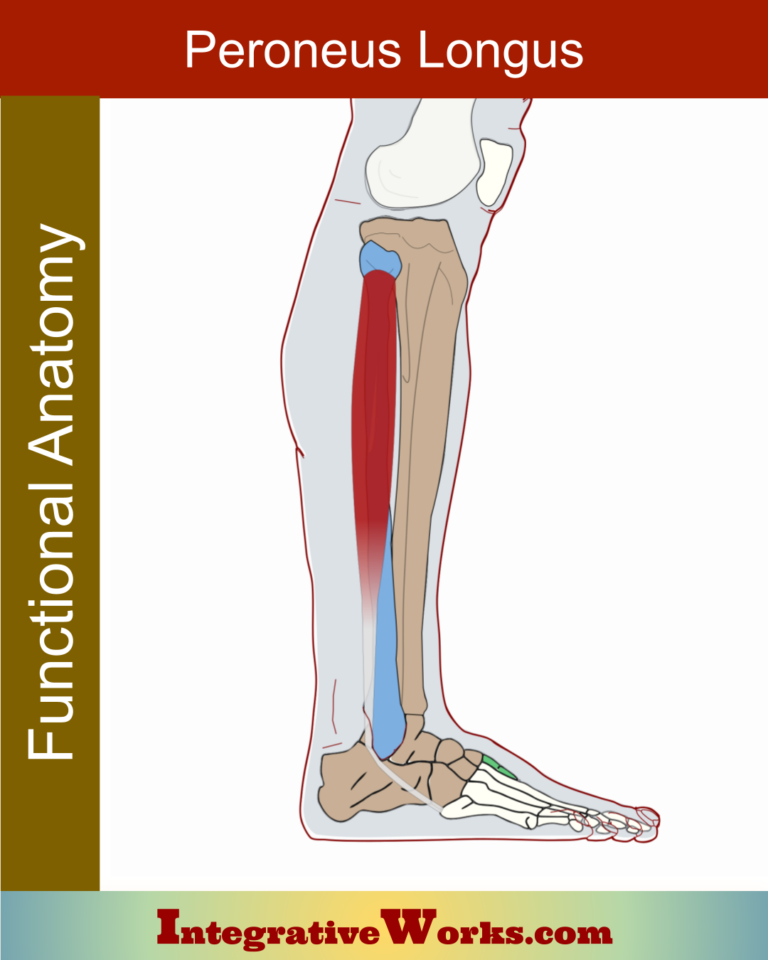 Peroneus Longus - Functional Anatomy - Integrative Works