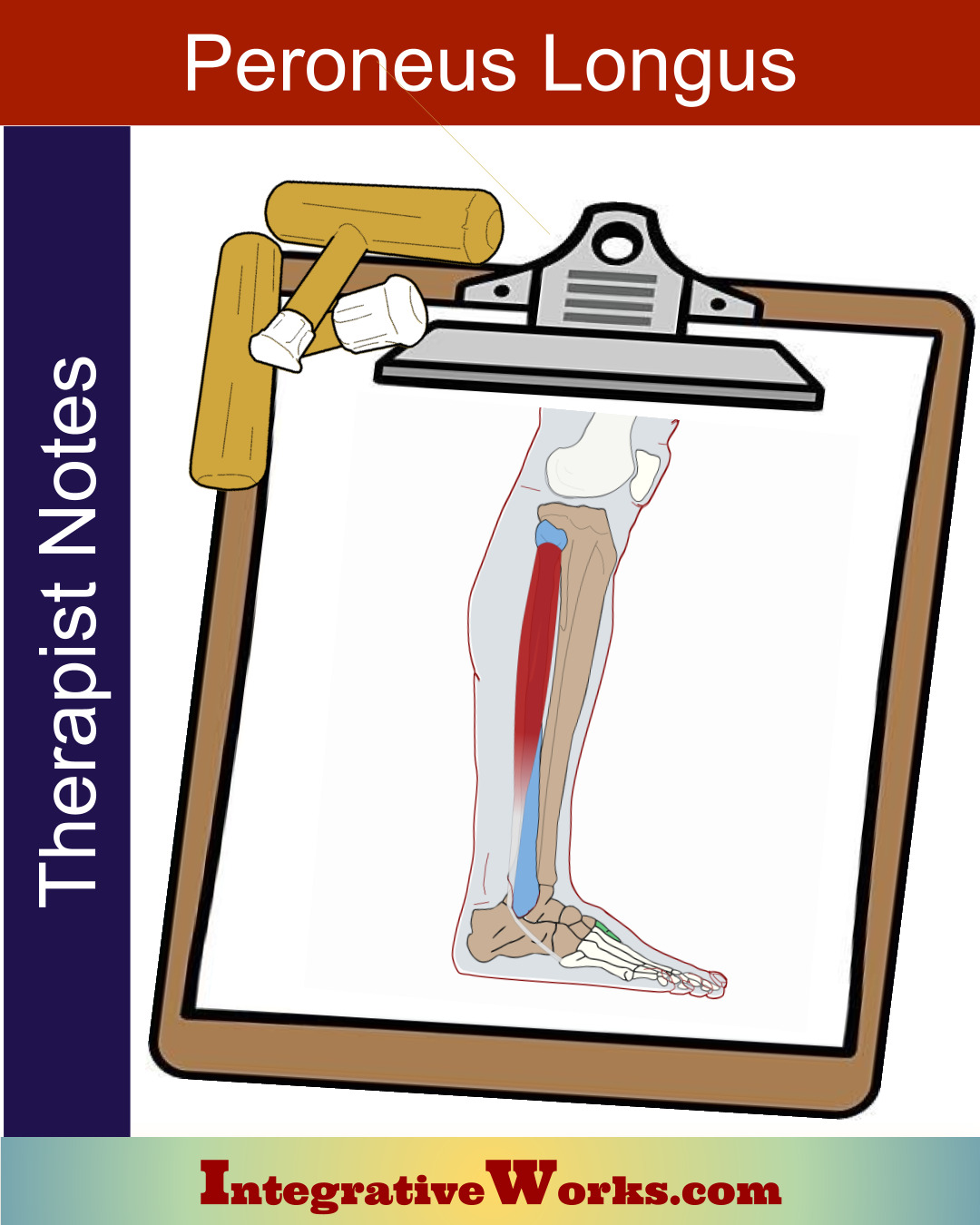 Peroneus Longus - Massage Therapy Notes - Integrative Works