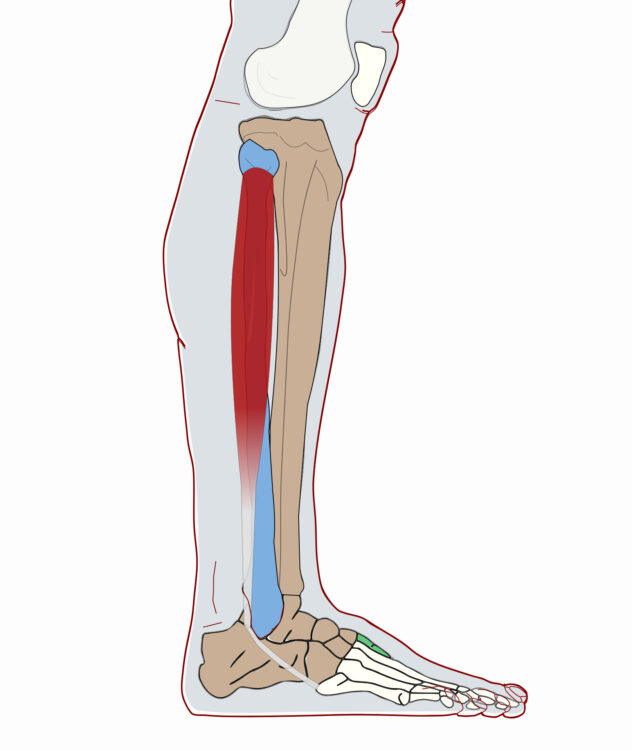 Peroneus Longus - Functional Anatomy - Integrative Works