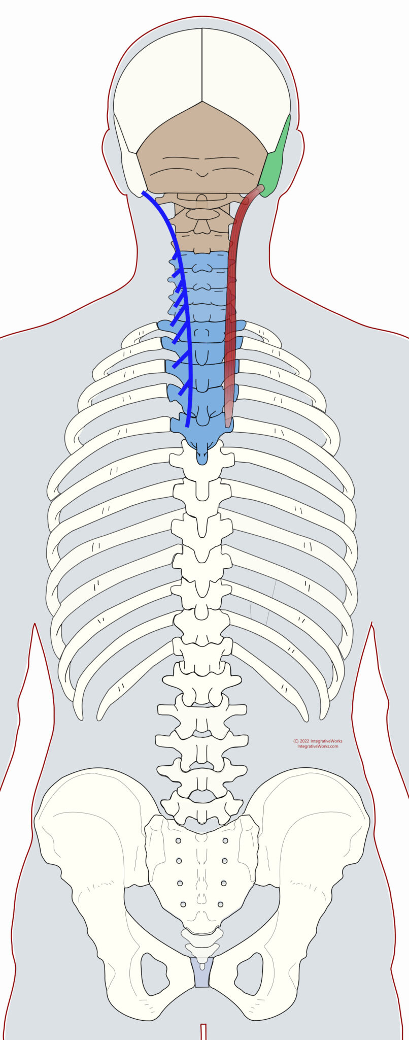 Erector Spinae - Longissumus - Functional Anatomy - Integrative Works