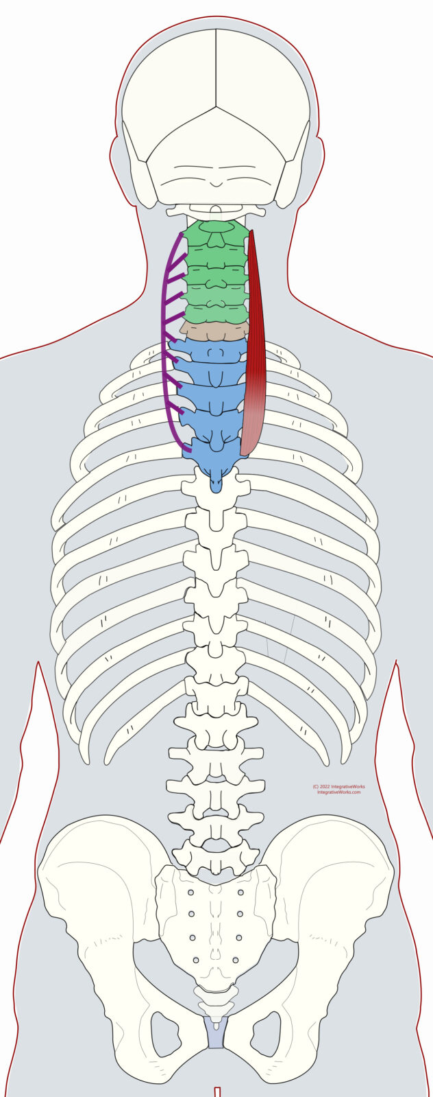 Erector Spinae - Longissumus - Functional Anatomy - Integrative Works