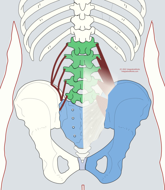 Erector Spinae - Longissumus - Functional Anatomy - Integrative Works
